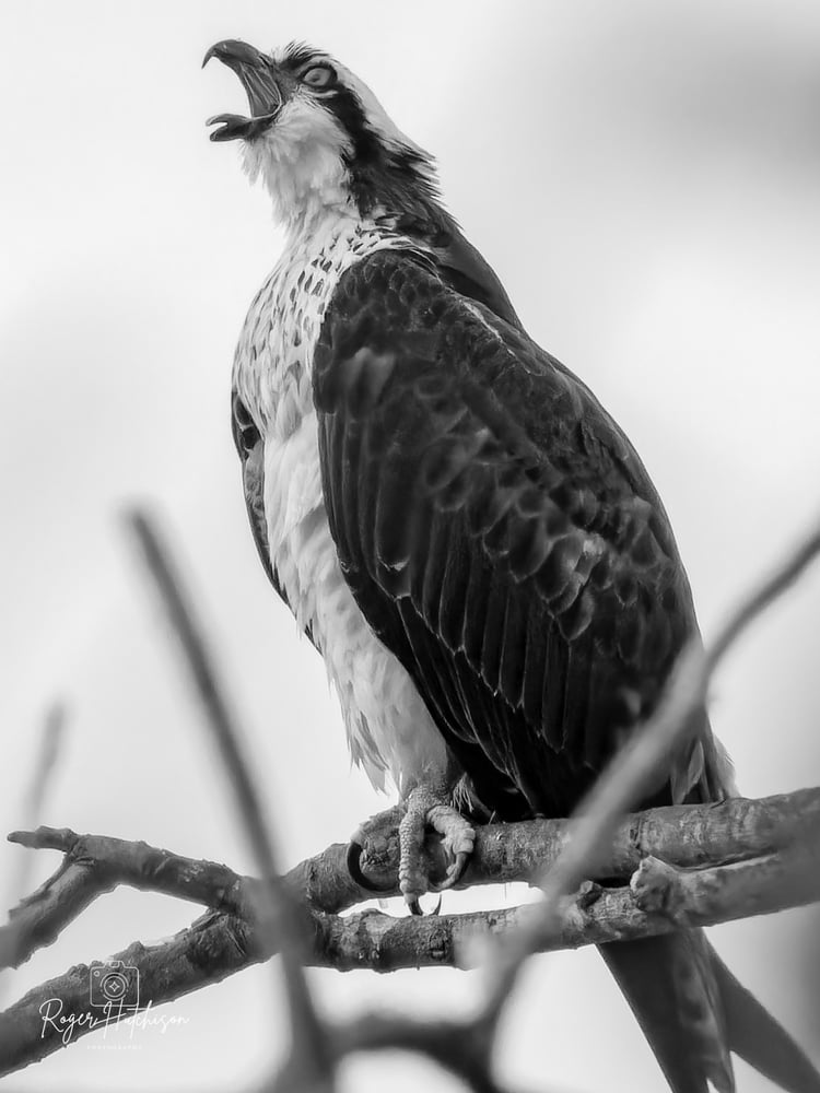 Pray without Words: The Story Behind Sparrow's Prayer