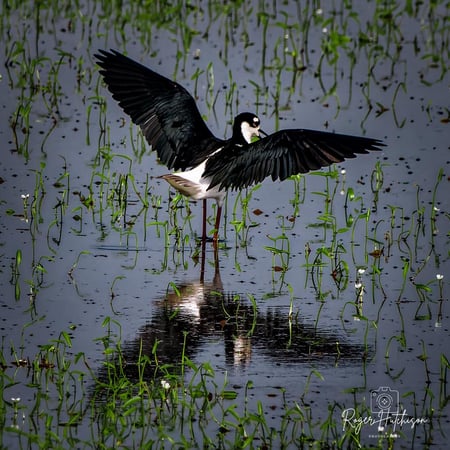 Pray without Words: The Story Behind Sparrow's Prayer