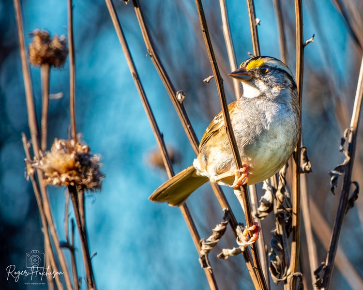 Pray without Words: The Story Behind Sparrow's Prayer