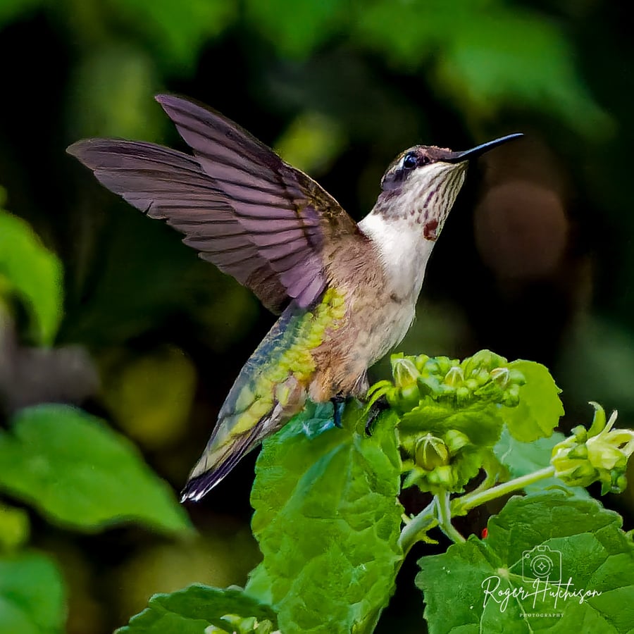 Pray without Words: The Story Behind Sparrow's Prayer