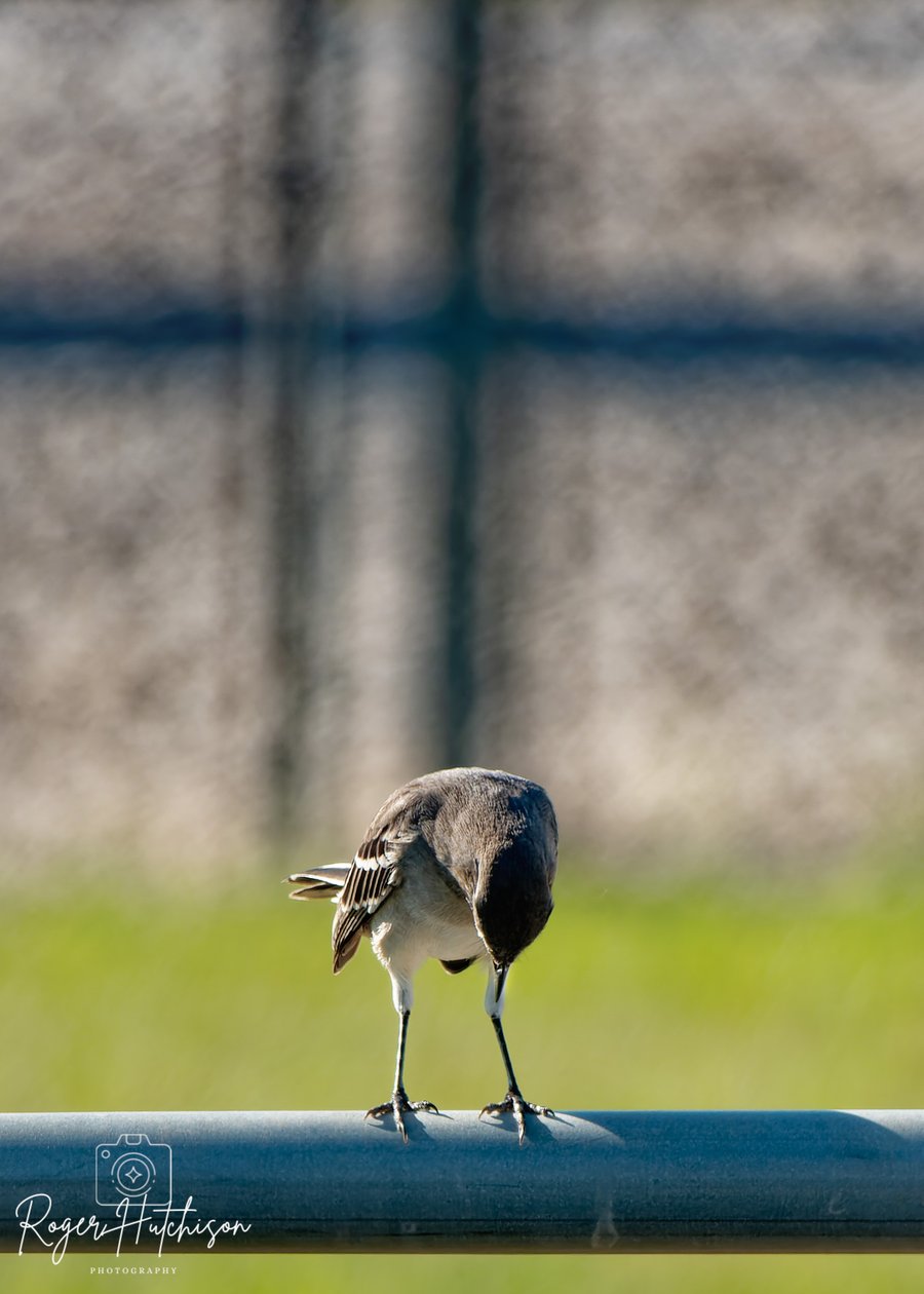 Pray without Words: The Story Behind Sparrow's Prayer